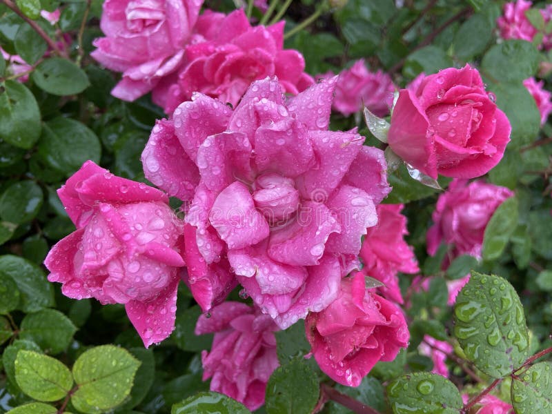 Pink Roses during the Rain in Spring in May Stock Photo - Image of rain ...