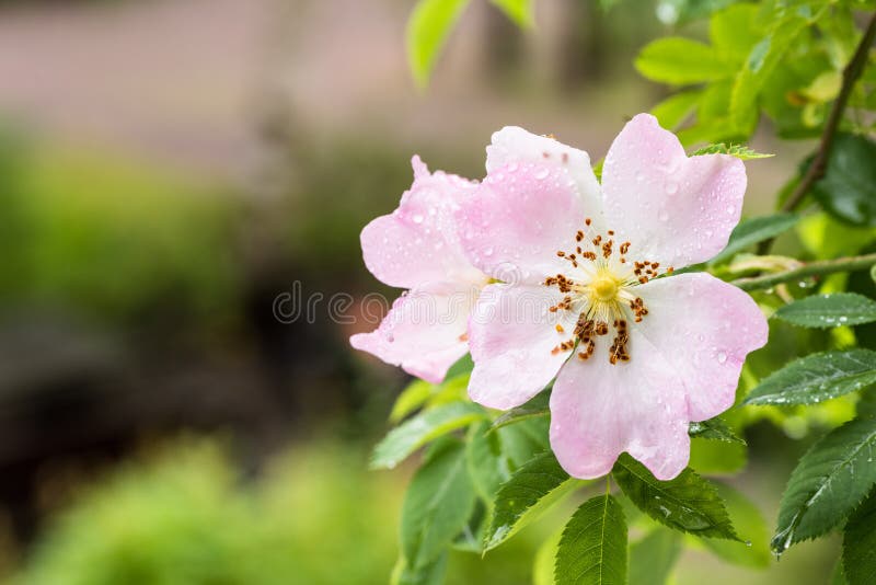 Pink roses after rain stock image. Image of blossom, droplet - 73132839