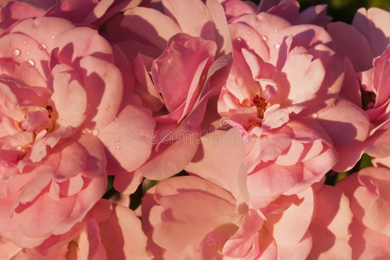 Pink Roses with Raindrops As Background Stock Photo - Image of roses ...