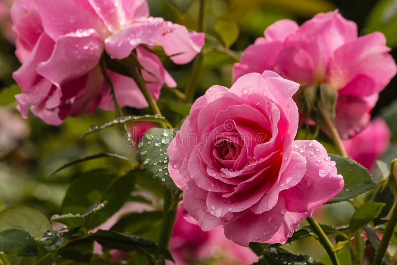 4,658 Raindrops Roses Stock Photos - Free & Royalty-Free Stock Photos ...