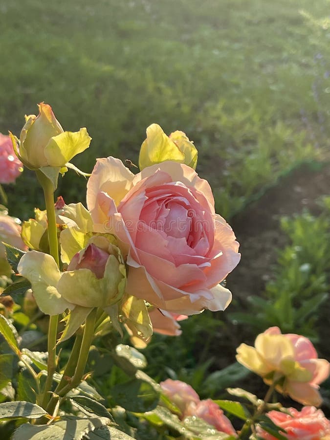 Pink Roses in the Rays of the Sun in the Garden Stock Photo - Image of ...