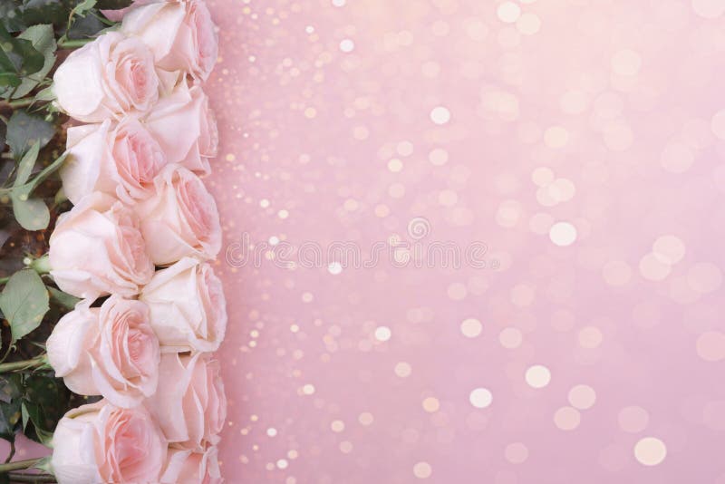 Pink Roses on the Right Side on a Pink Background Stock Image - Image ...