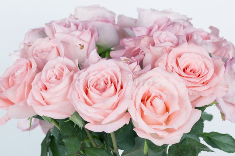 Pink roses stock photo. Image of blossom, fresh, flowers - 84522990