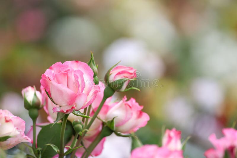 Pink Roses in the Rose Garden Stock Photo - Image of pink, plant: 218657486