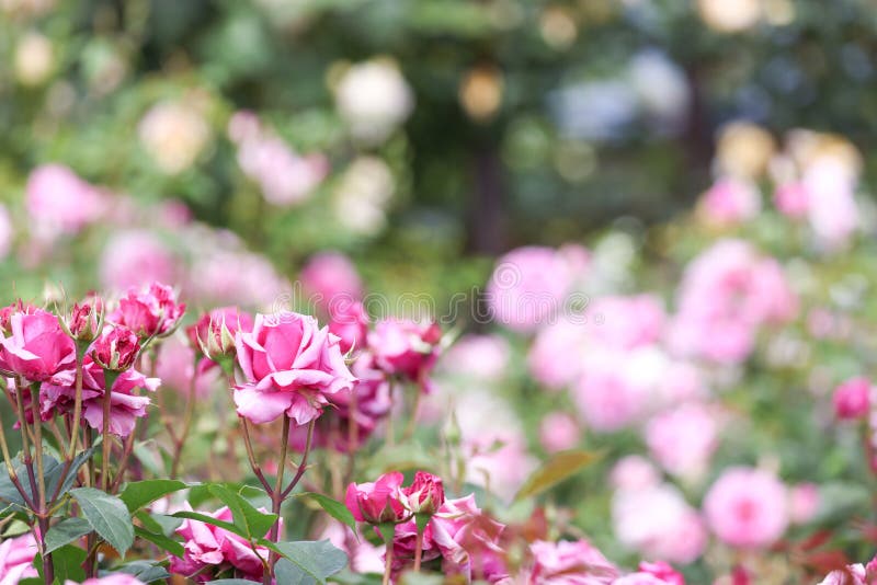 Pink Roses in the Rose Garden Stock Image - Image of flower, garden ...