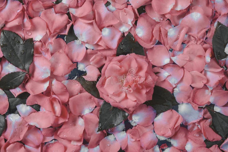 Pink Roses and Rose Petals Laid Out Stock Image - Image of background ...