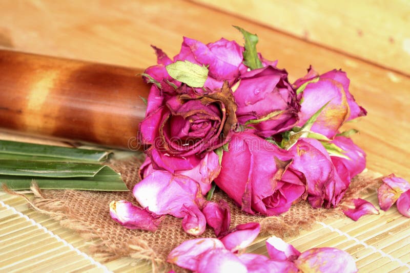 Pink Roses and Rose Petals Were Sprinkled Fallen. Stock Photo - Image ...