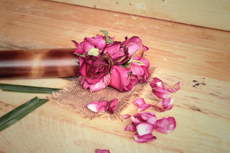 Pink Roses and Rose Petals Were Sprinkled Fallen. Stock Photo - Image ...