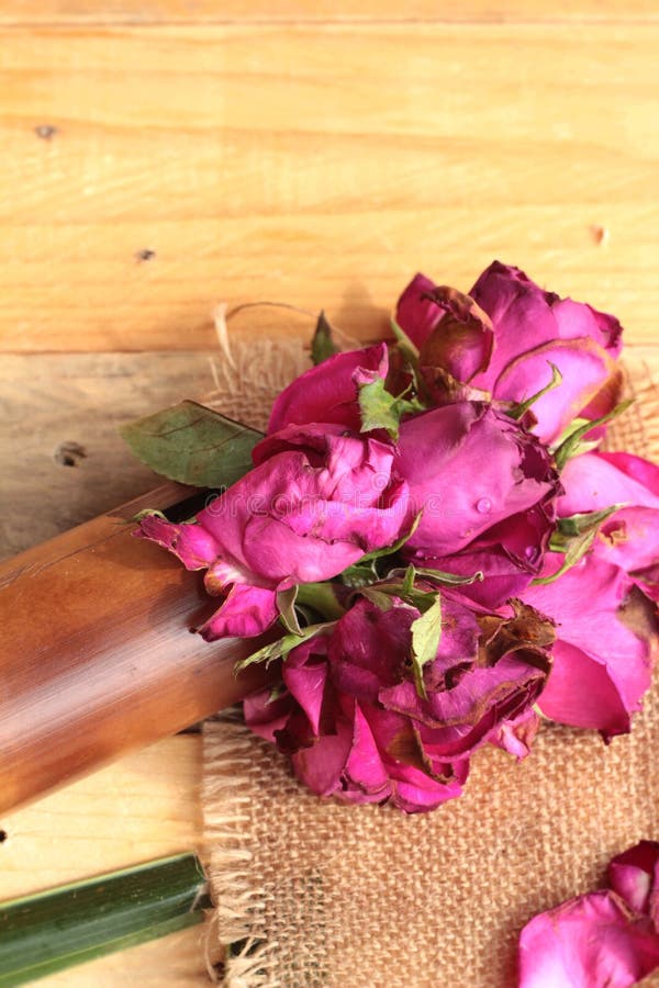 Pink Roses and Rose Petals Were Sprinkled Fallen. Stock Image - Image ...