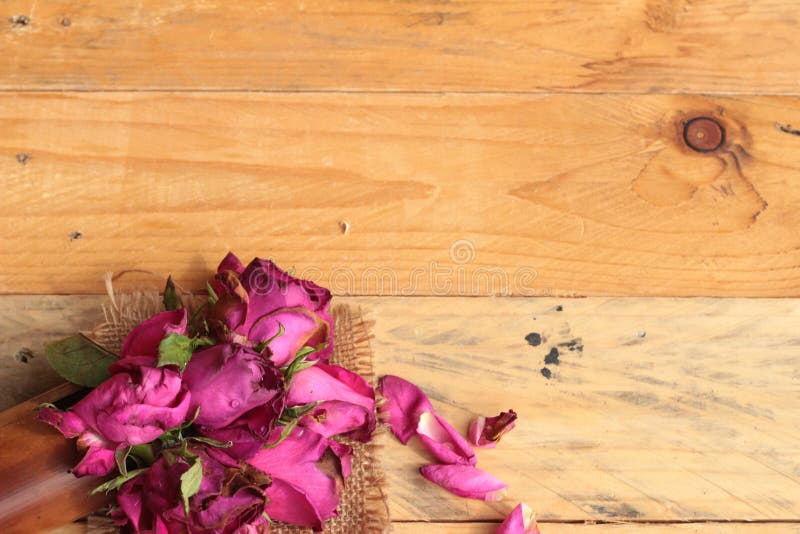 Pink Roses and Rose Petals Were Sprinkled Fallen. Stock Image - Image ...