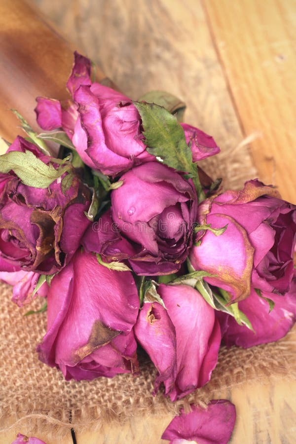 Pink Roses and Rose Petals Were Sprinkled Fallen. Stock Photo - Image ...