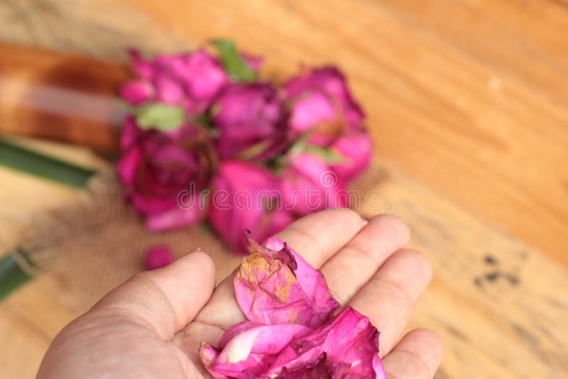 Pink Roses and Rose Petals Were Sprinkled Fallen. Stock Image - Image ...
