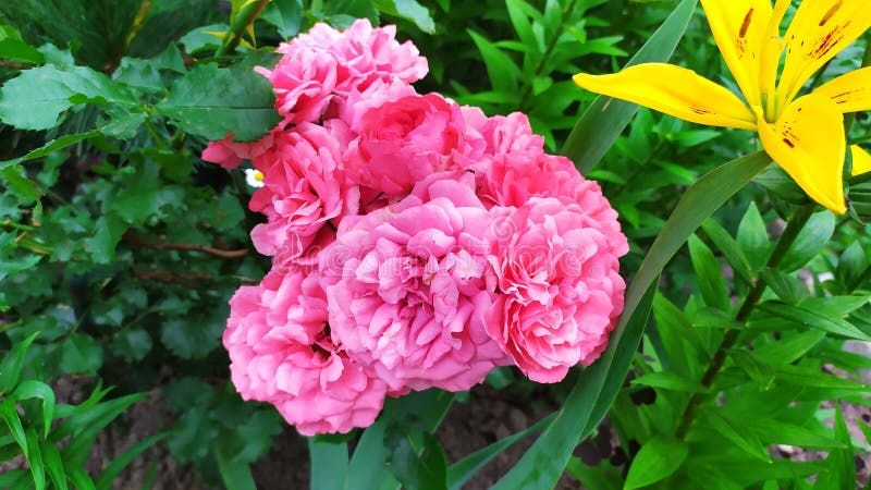 Pink Roses. Rose Shrub during Flowering in the Garden Stock Photo ...