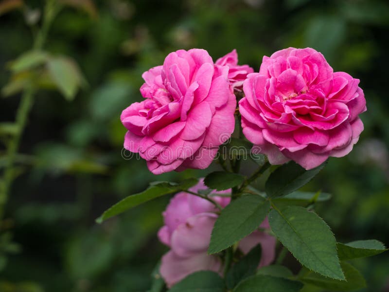 Pink Roses stock photo. Image of roses, flower, plant - 61629170