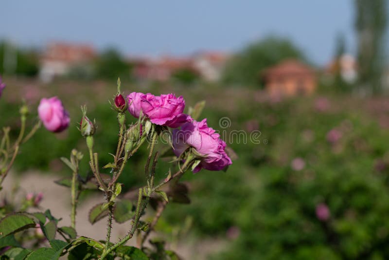 The Pink Roses in the Rosefields at Famous City that is Isparta is a ...