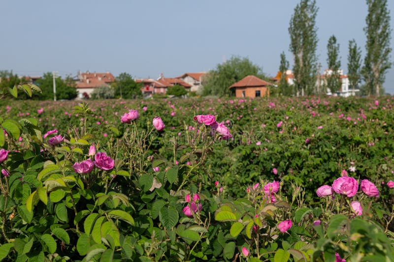 The Pink Roses in the Rosefields at Famous City that is Isparta is a ...