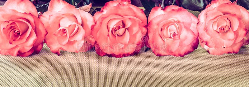 Pink Roses in Row Background Stock Photo - Image of wedding, romantic ...