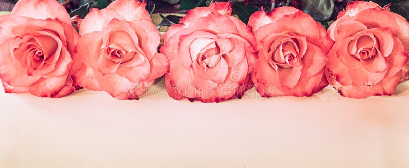 Pink Roses in Row Background Stock Photo - Image of isolated, botanical ...