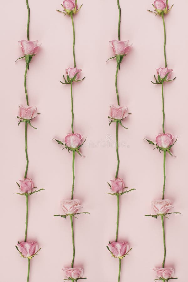 Pink Roses in Row Pattern with Small Flowers. Simple Flat Lay ...