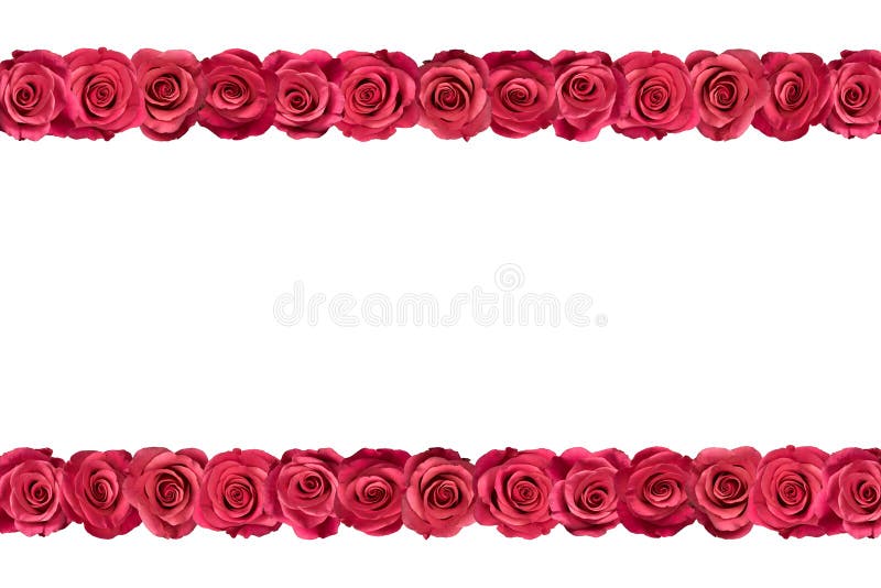 Pink roses in rows stock image. Image of beauty, background - 135930881
