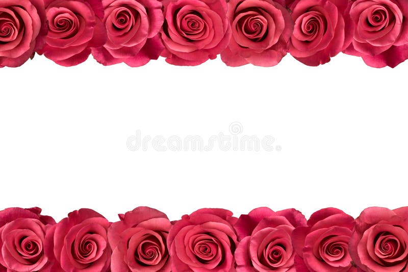 Pink roses in rows stock image. Image of beauty, background - 135930881