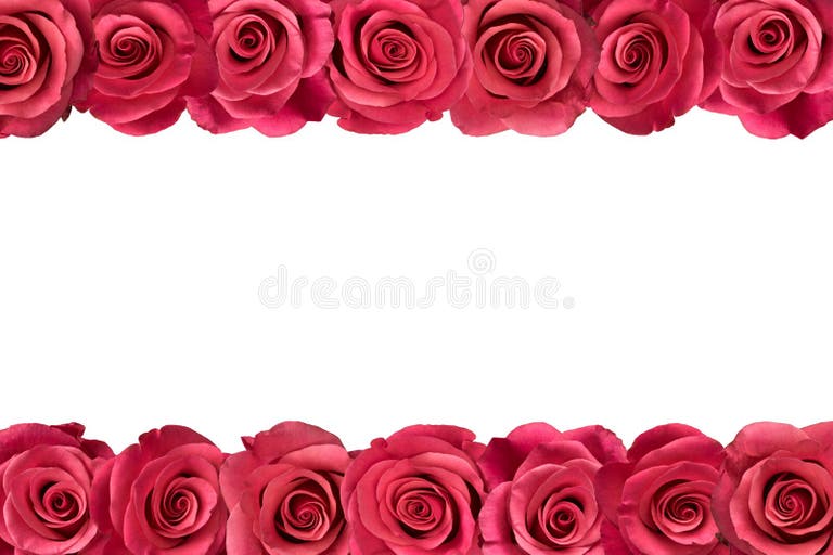 Pink roses in rows stock image. Image of beauty, background - 135930881