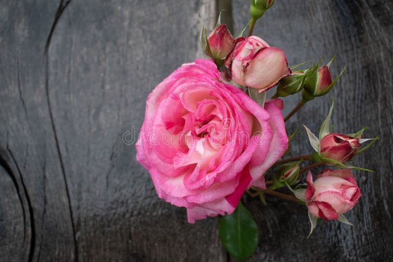 Pink Roses in a Rustic Background. Rose on a Gray Wooden Background ...