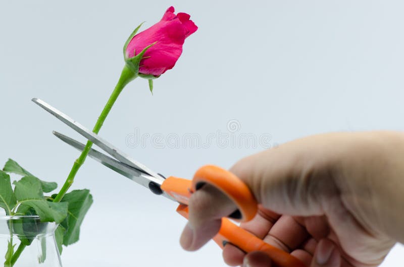Pink roses scissors cut stock image. Image of summer - 141206081