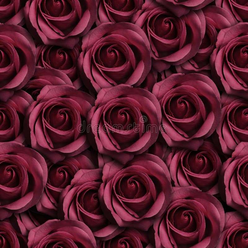 Pink Roses Seamless Pattern Square Stock Illustration - Illustration of ...