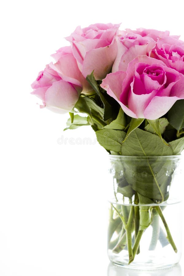 Pink roses stock photo. Image of bloom, genus, rosa, hybrid - 31198672