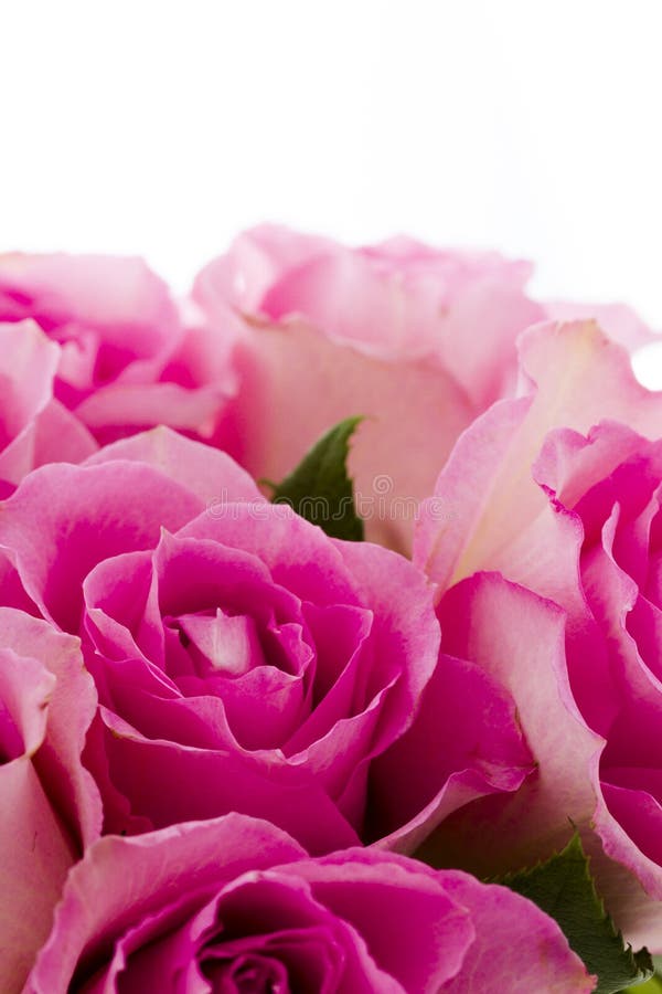 Pink roses stock image. Image of blooming, bouquet, cultivar - 31198697