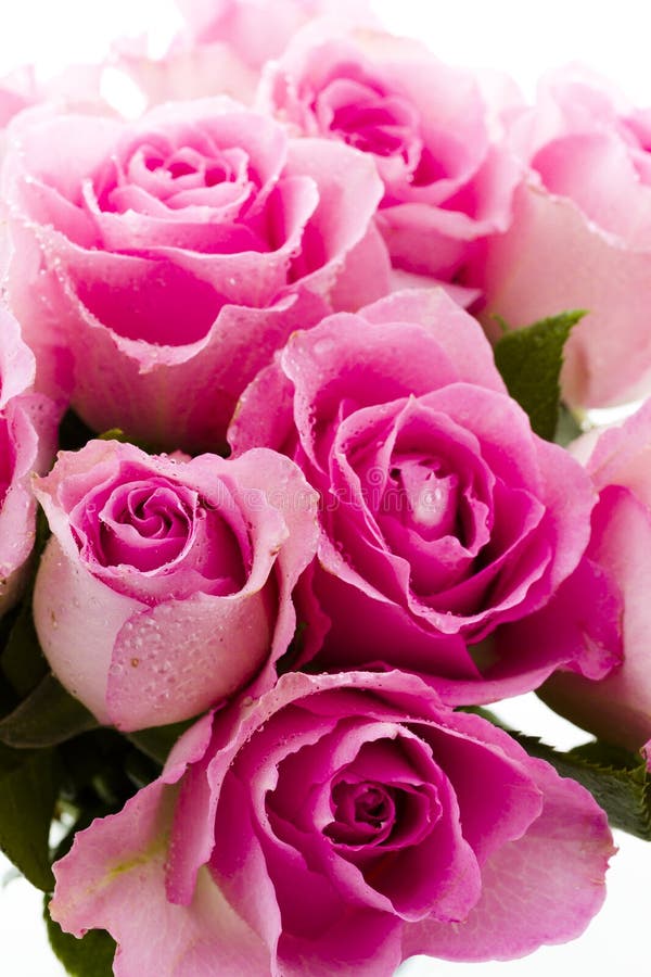Pink roses stock image. Image of fresh, rosaceae, bloom - 288501837