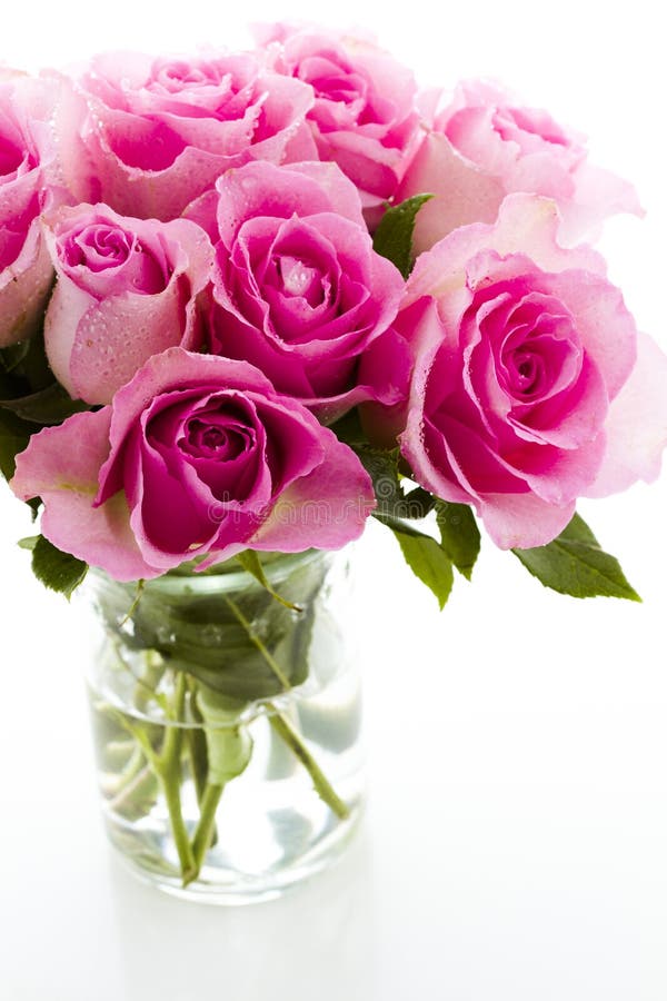 Pink roses stock image. Image of fresh, rosaceae, bloom - 288501837