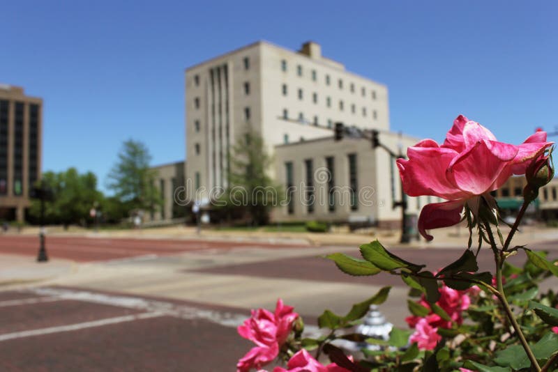 Pink Roses with Smith County Courthouse Tyler, TX in Background Stock ...