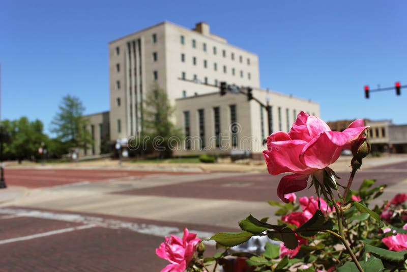 Pink Roses with Smith County Courthouse Tyler, TX in Background Stock ...
