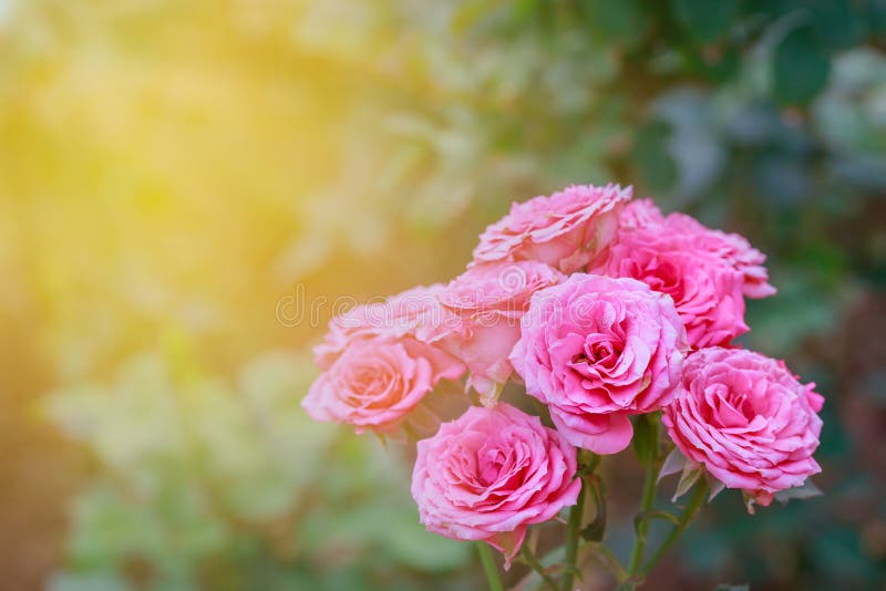 Pink roses in soft light. stock image. Image of person - 85029155