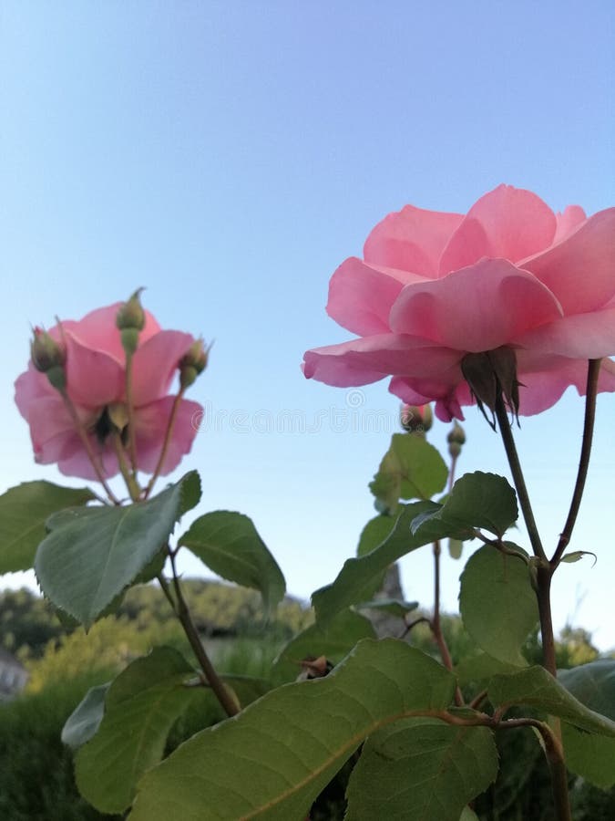 Pink Roses in Spring stock image. Image of clear, spring - 158925847