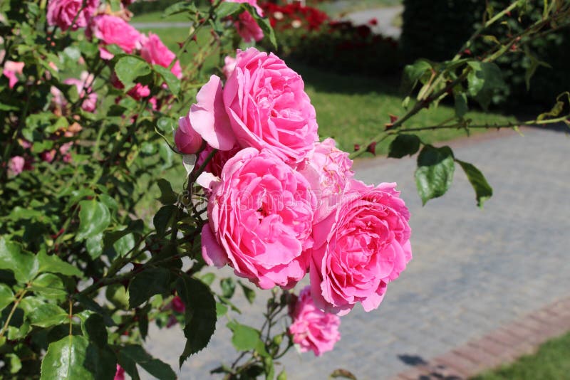 Pink Roses in a Summer Garden Germany Stock Image - Image of summer ...