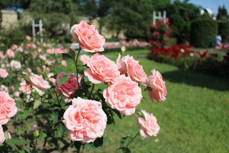 Pink Roses in a Summer Garden Germany Stock Image - Image of growing ...