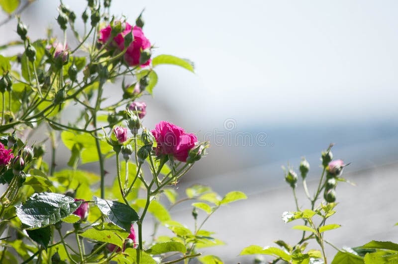 Pink Roses stock image. Image of green, nature, outdoors - 76690185