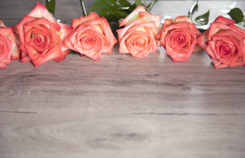 Pink roses on the table stock image. Image of white - 178464927