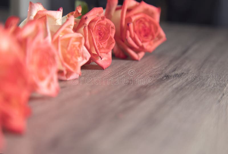 Pink roses on the table stock photo. Image of table - 179648682