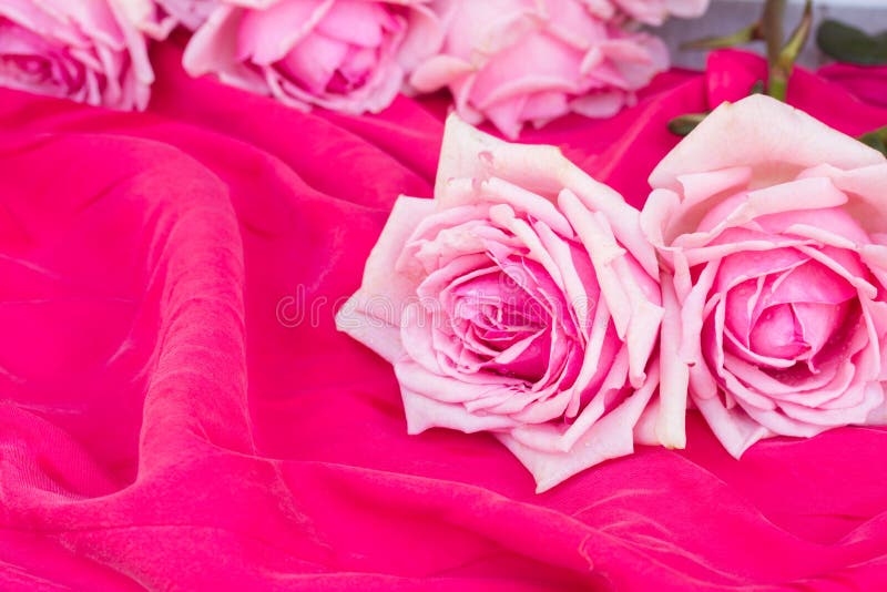 195 Pink Roses Laying Table Stock Photos - Free & Royalty-Free Stock ...