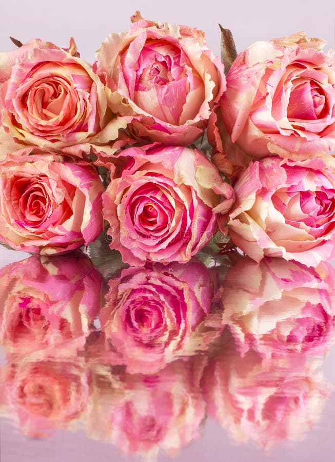 Pink Roses on the Table. Bouquet of Fresh Pink Roses on the Table Stock ...