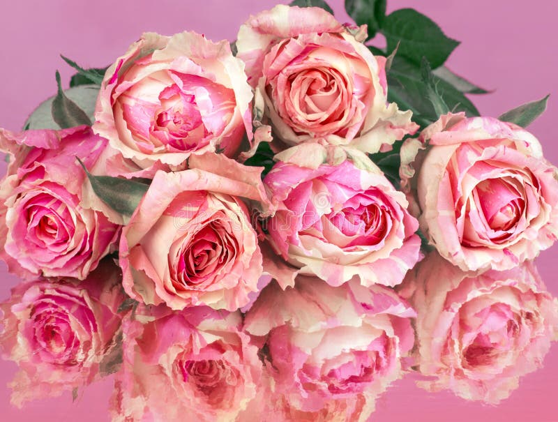 Pink Roses on the Table. Bouquet of Fresh Pink Roses on the Table Stock ...