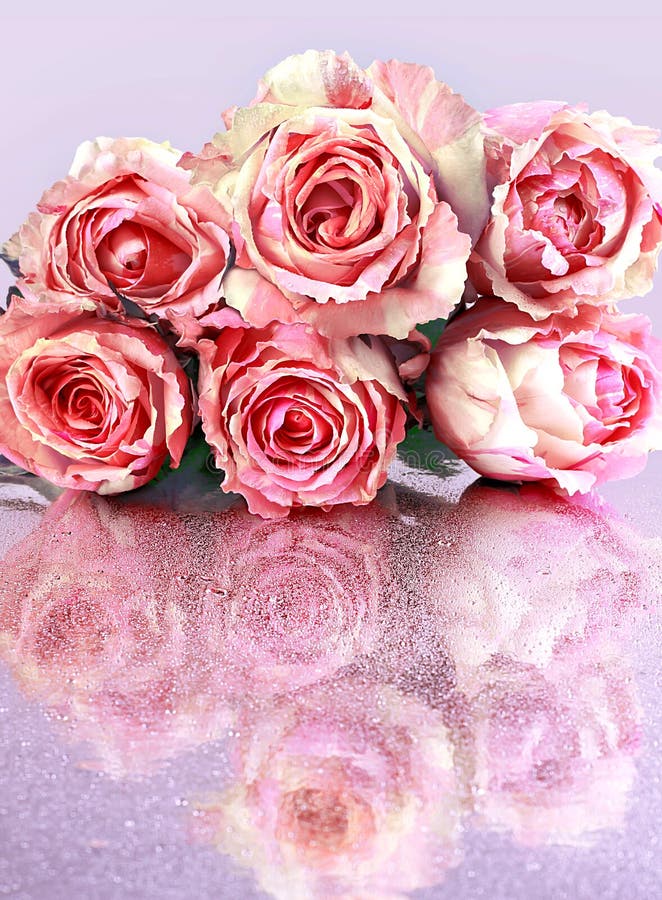 Pink Roses on the Table Bouquet of Fresh Pink Roses on the Table Stock ...
