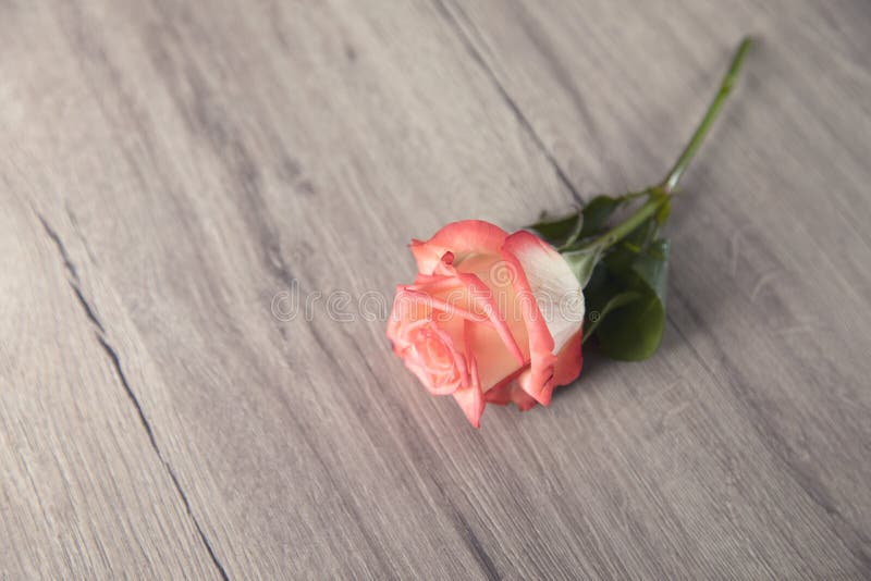 Pink roses on table stock photo. Image of beautiful - 184614718