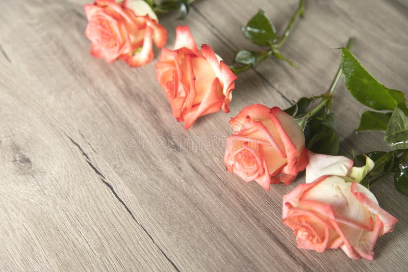 Pink roses on table stock photo. Image of decoration - 184614748