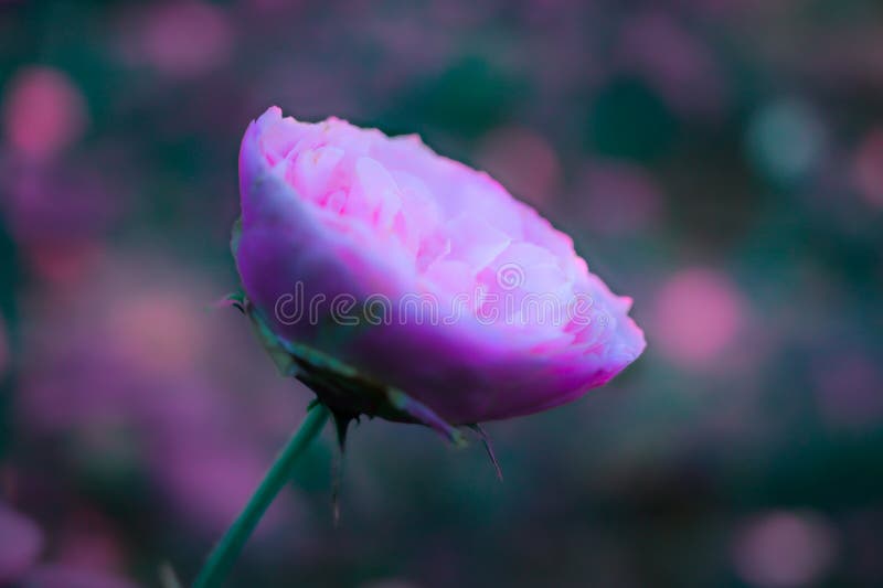 Pink Roses with Pink Theme Background Stock Photo - Image of color ...