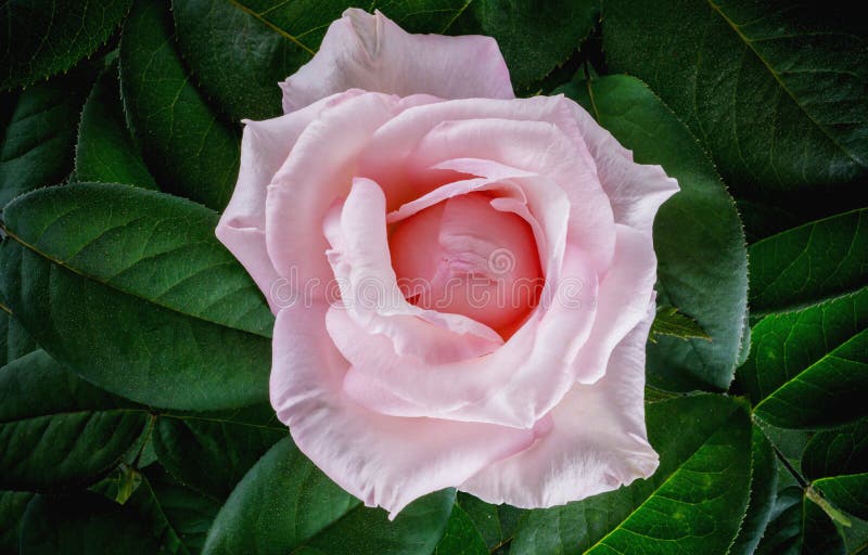 Top view Pink roses stock image. Image of love, aroma - 57822879